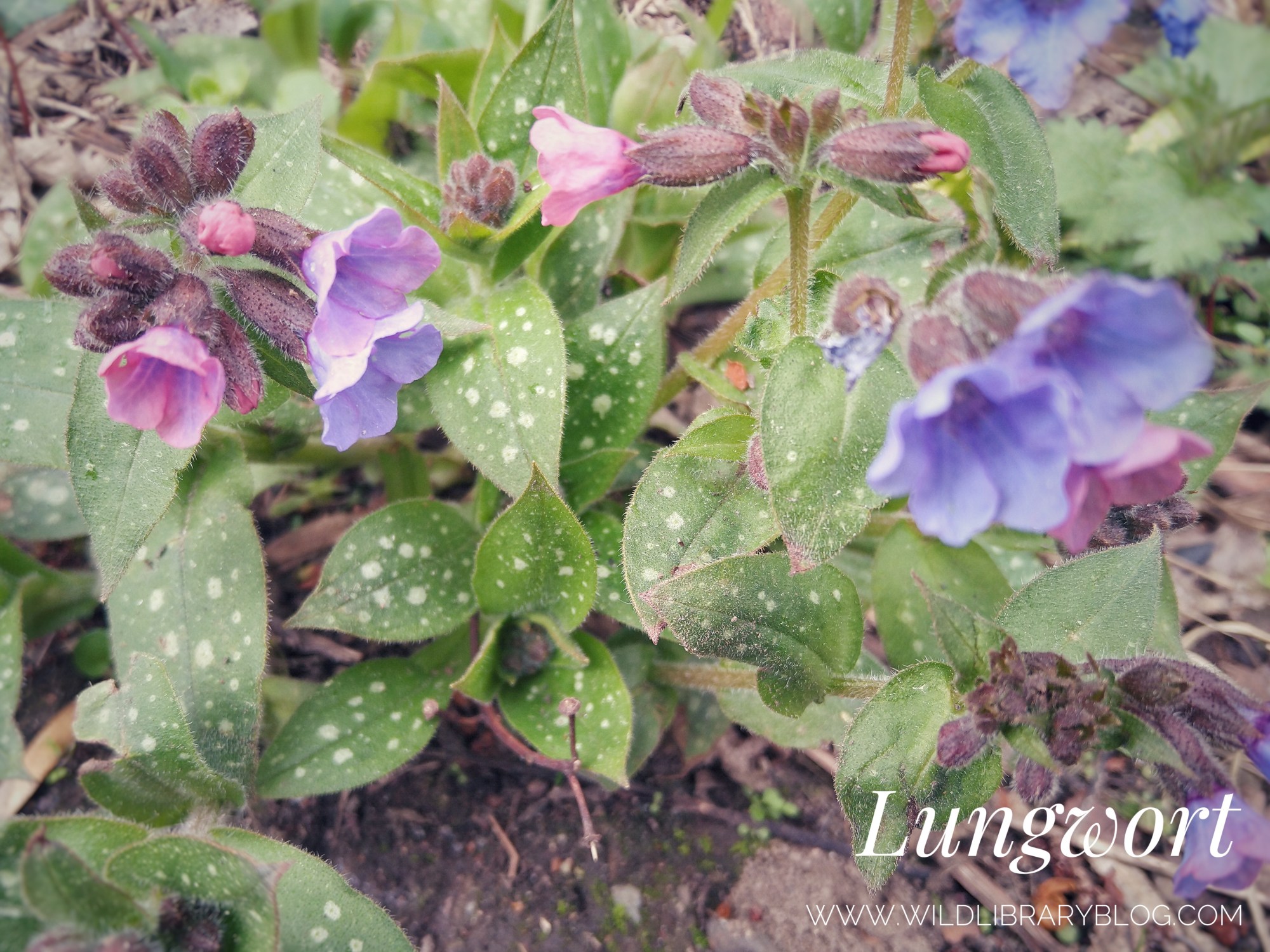 Speed Well and Stay Safe: Identifying Wildflowers in March – Wild Library