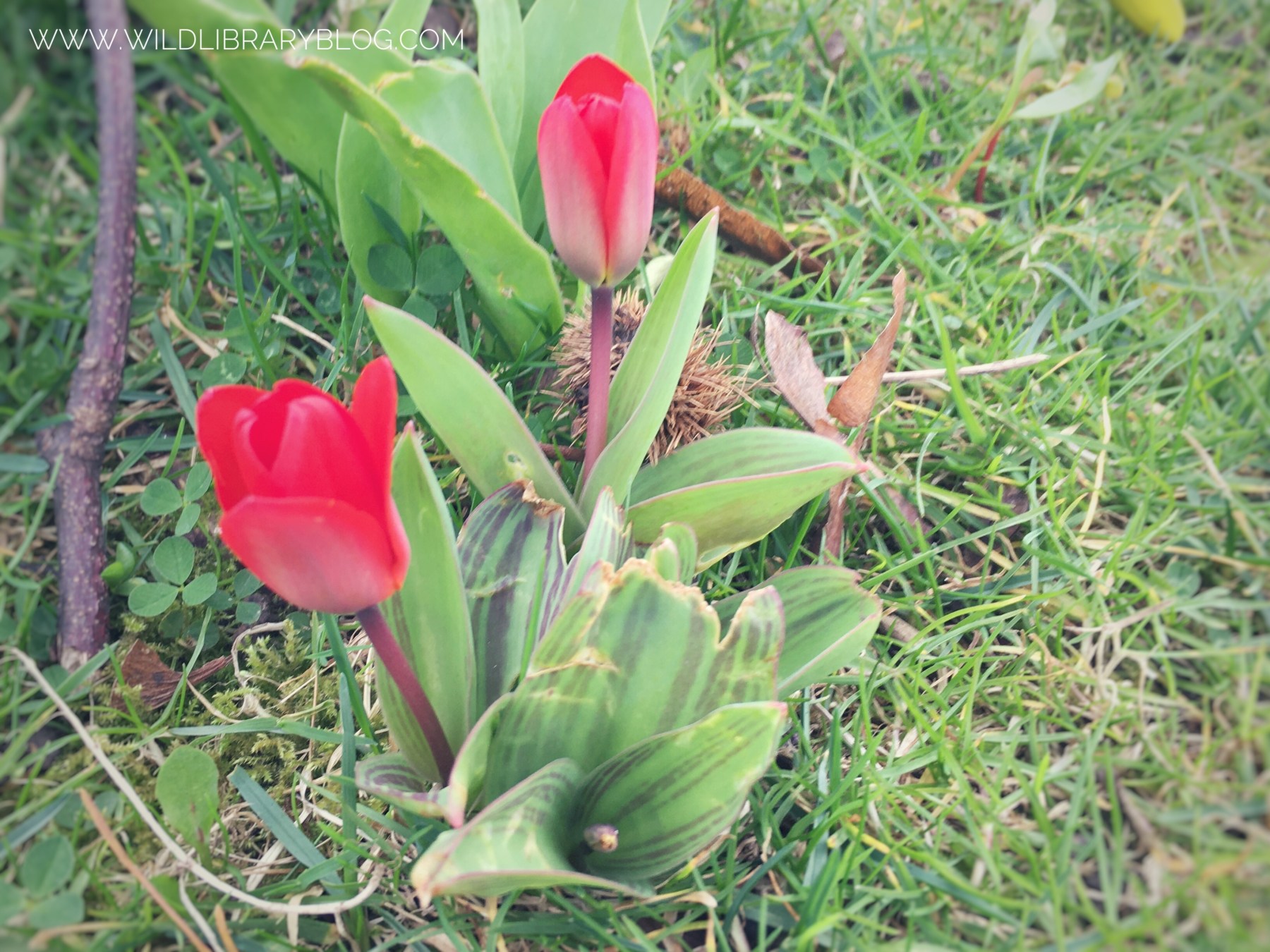 Speed Well and Stay Safe: Identifying Wildflowers in March – Wild Library