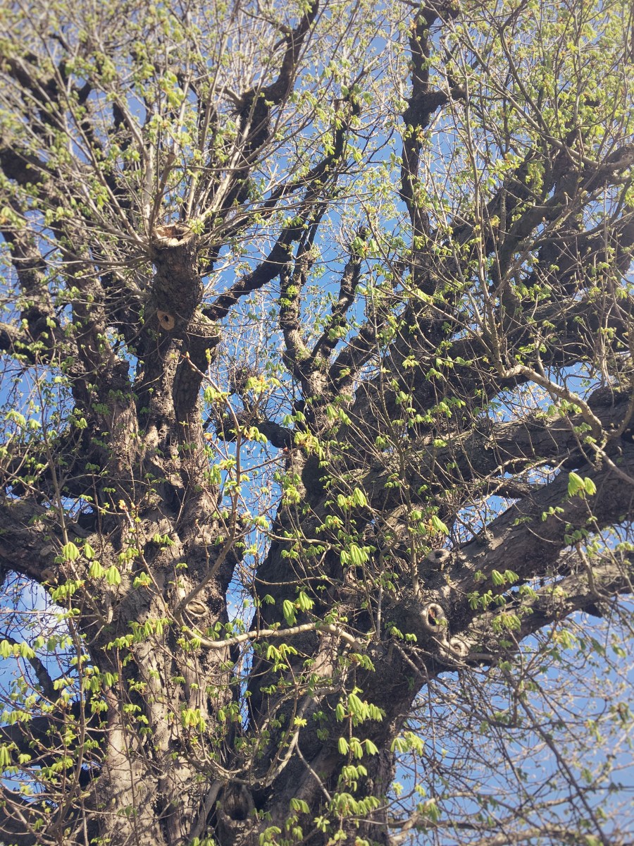 to the chestnut tree – Poem – Wild Library