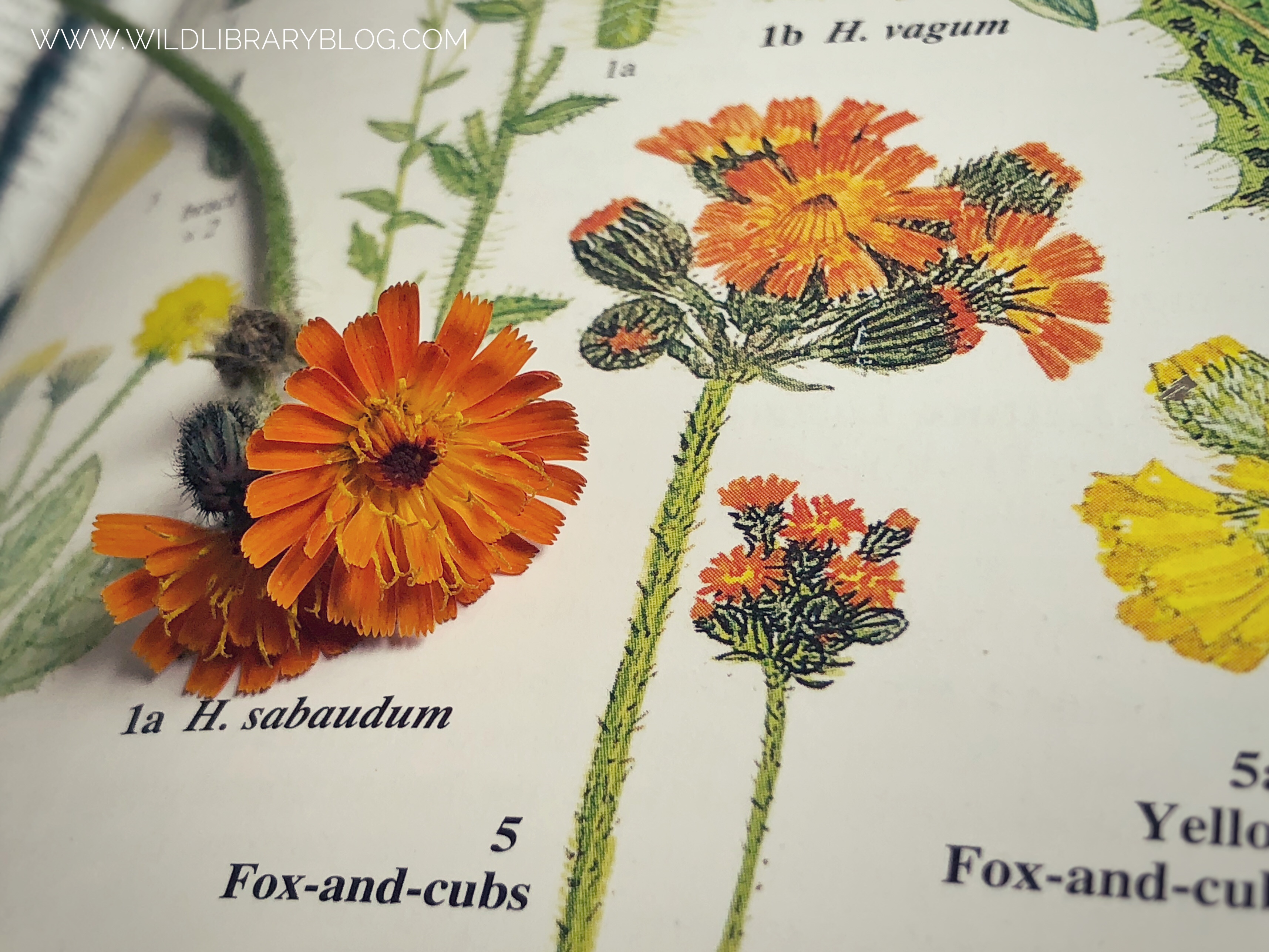 Finding Wildflowers the Old Fashioned Way – Wild Library