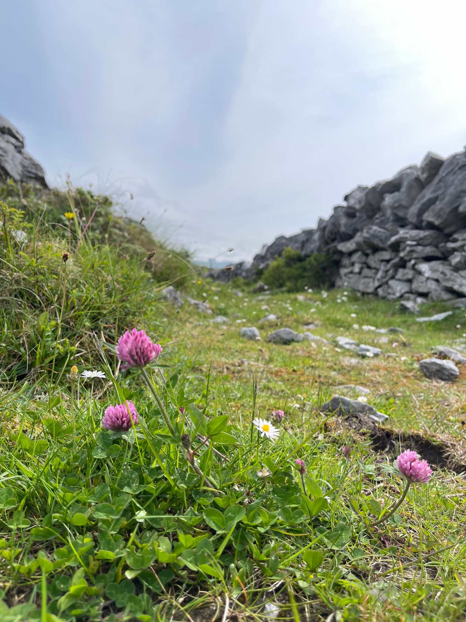 5 Reasons to Visit the Burren in Ireland – Wild Library