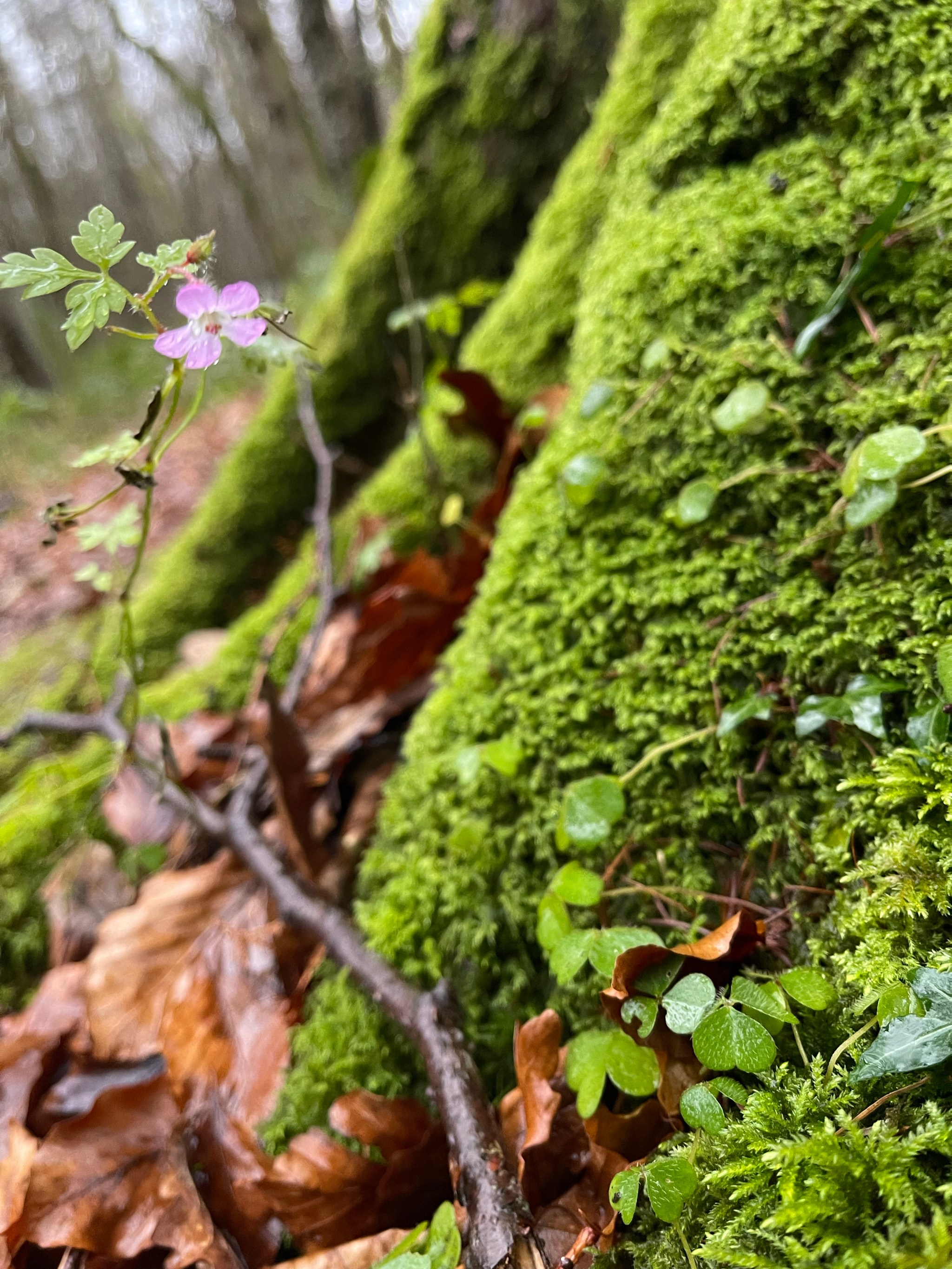 Wild Library – books & plants